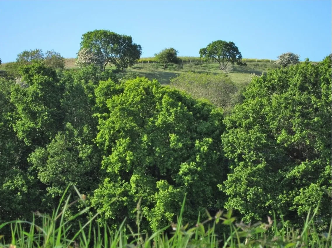 Value Chains from Tree & Shrub Species for Bio-based Industries